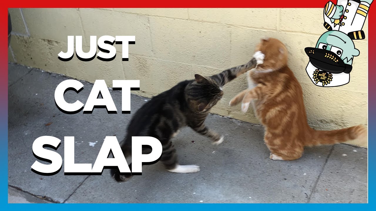 JUST CAT SLAP : appelez la SPA et la PETA ! Combat de chats ! 😾🐈🐈‍⬛ ...