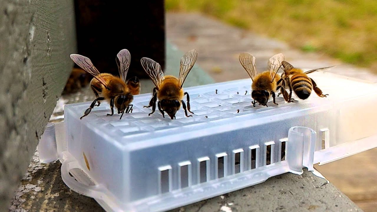 New queen bee introduced to a queenless hive - YouTube