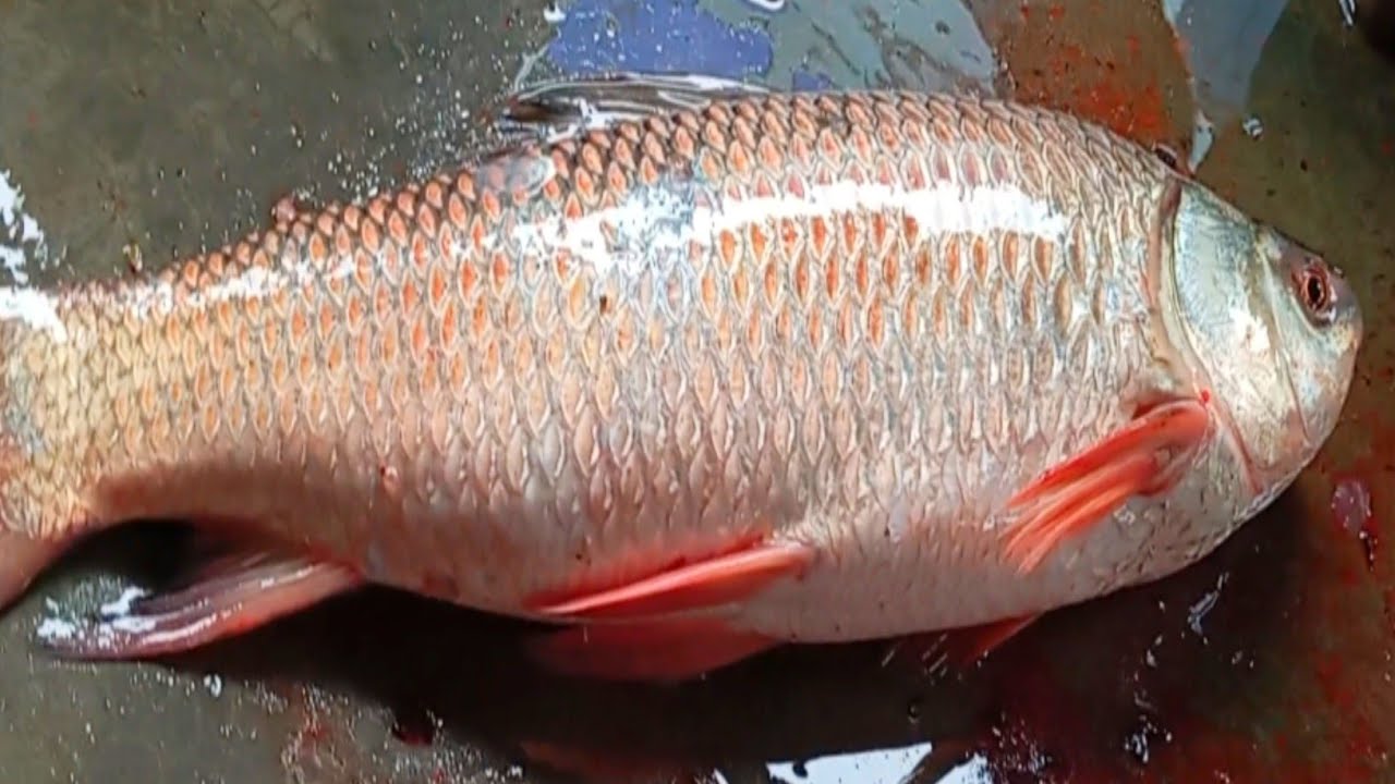 Amazing Giant Ruhi Fish Cutting Skills Video | রুই মাছ কাটার ভিডিও | # ...