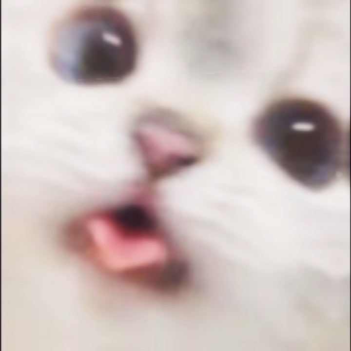 Cute lil gato edit! #cat #edit #catedit #cute - YouTube