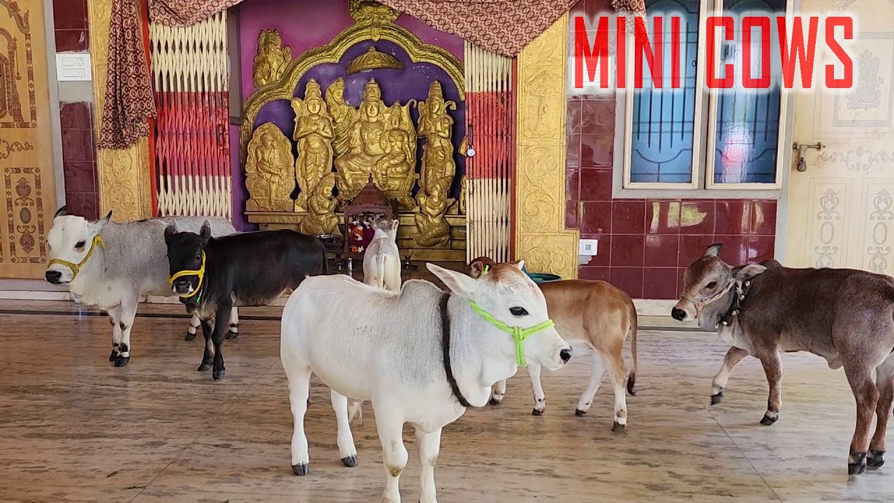Mini Cows are Happy Playing with Kids | Friendly Little Cows ...