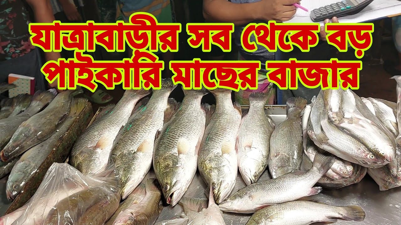 মাছের দাম জানতে ভিডিওটি দেখুন / Fish prices 29 August 2023 / Jatrabari ...