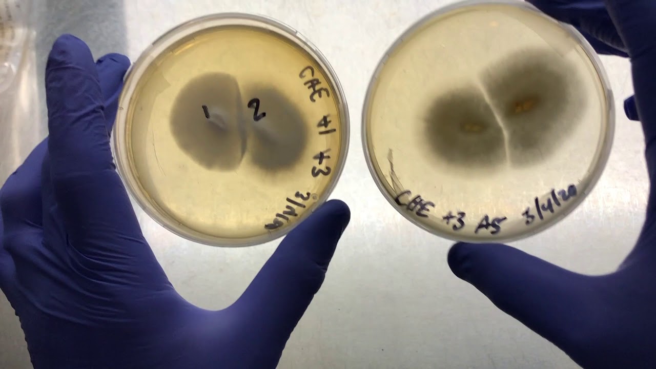 Mycology Breeding Project 28 day update: Polyspore jar cultures and ...