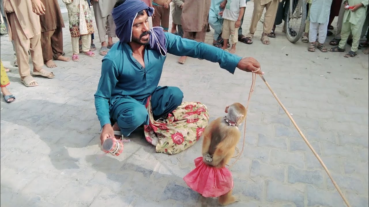 Best Monkey dance performance | monkey tricks | playing | tamasha | video | viral - YouTube