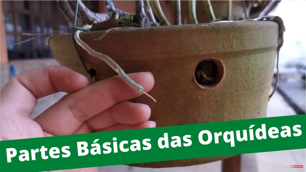 Identificando Algumas Partes das Orquídeas - Básico - YouTube