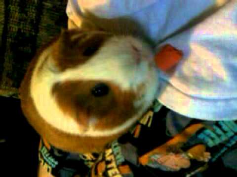 Bugsy the big fat guinea pig eatig a carrot - YouTube
