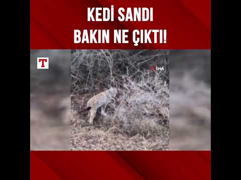 Kedi Sandı, Gerçek Bambaşka Çıktı! #Shorts