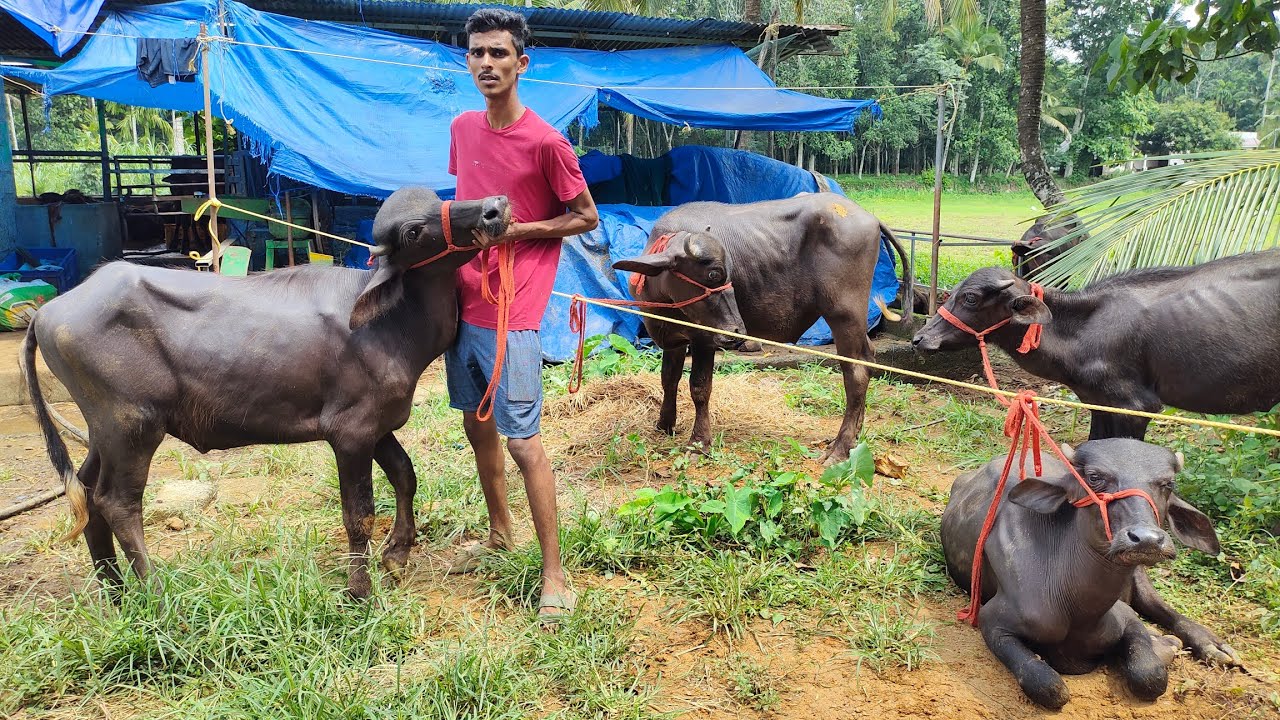10000 രൂപയ്ക്കു ഹരിയാന മുറാ പോത്തുകൾ വാങ്ങാം |Murrah Buffalo Farm - YouTube