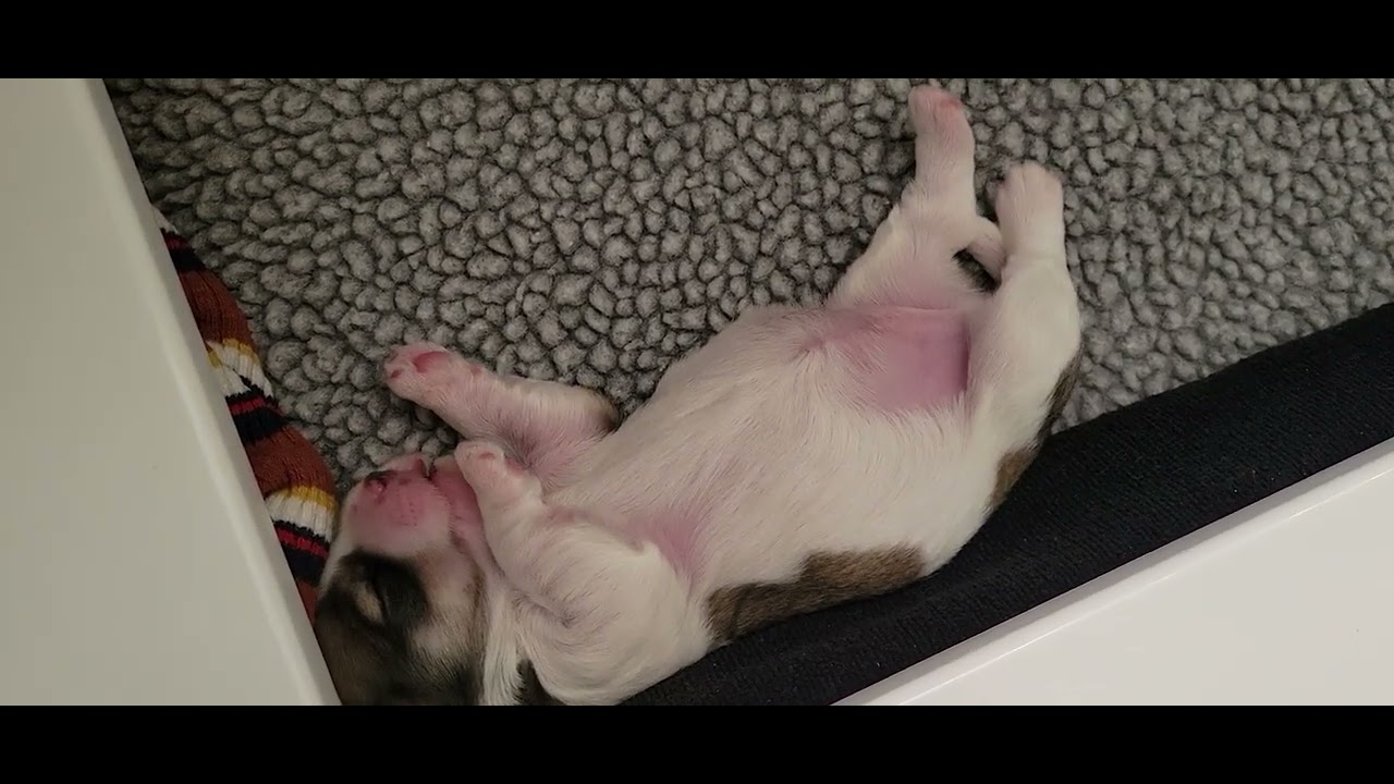 Solomon "Solo".. @ 1wk old.. resting comfortably - YouTube