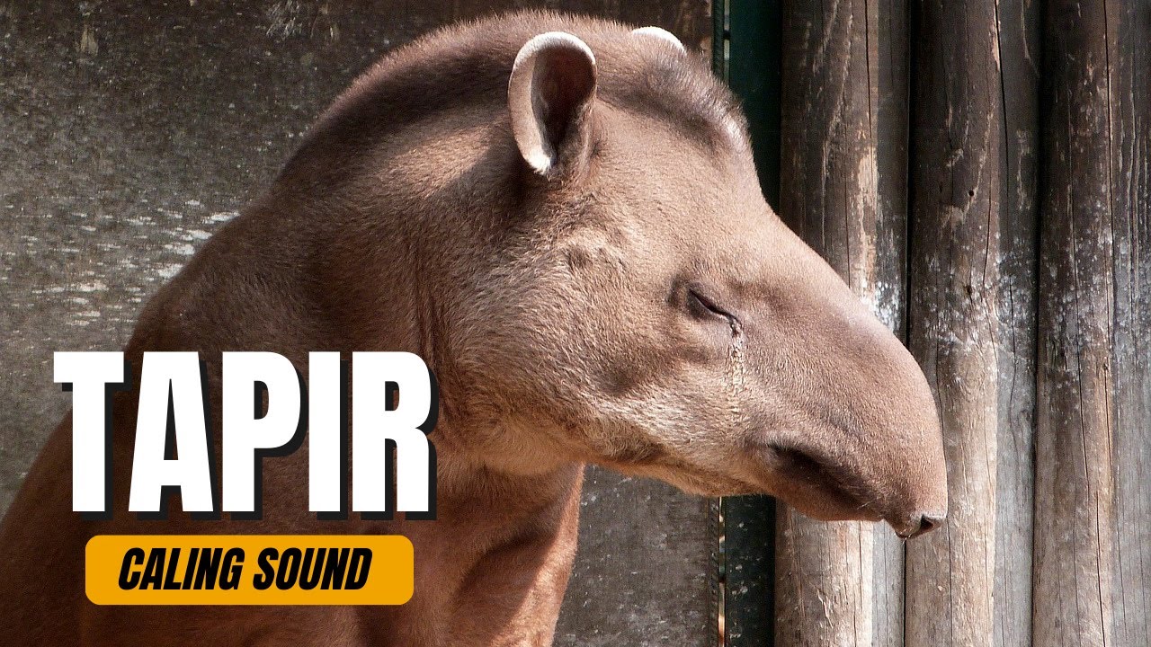 Tapir Calling Sound - YouTube