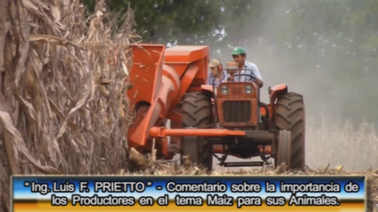 Maíz - YouTube