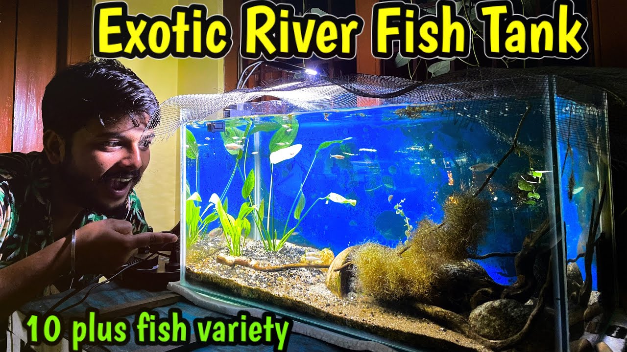 River Fish Tank🔥 : Added 10 plus river fish variety😜 | New Fish Tank ...