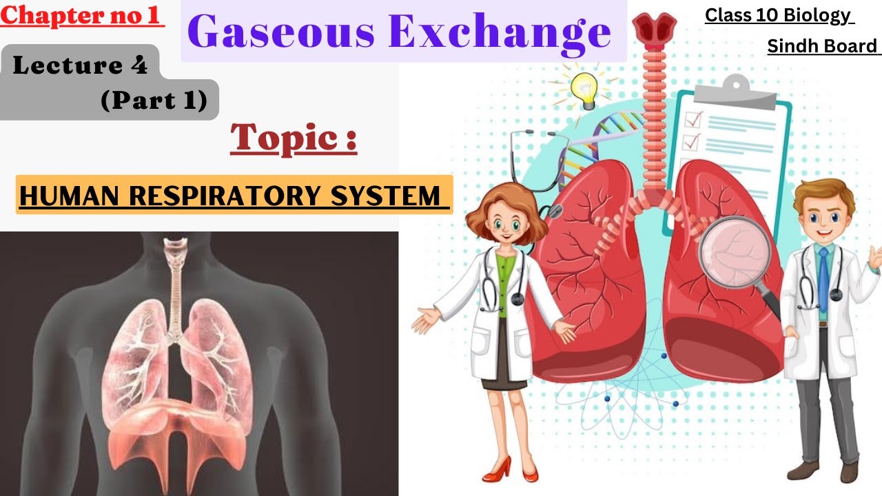 Human Respiratory System|Class 10 Biology|Chap1|Gaseous Exchange ...