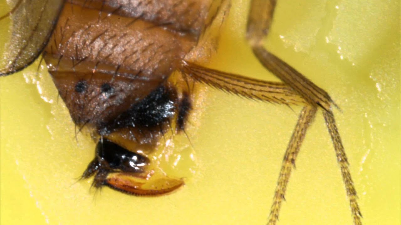 Spotted Wing Drosophila in Small Fruits - YouTube