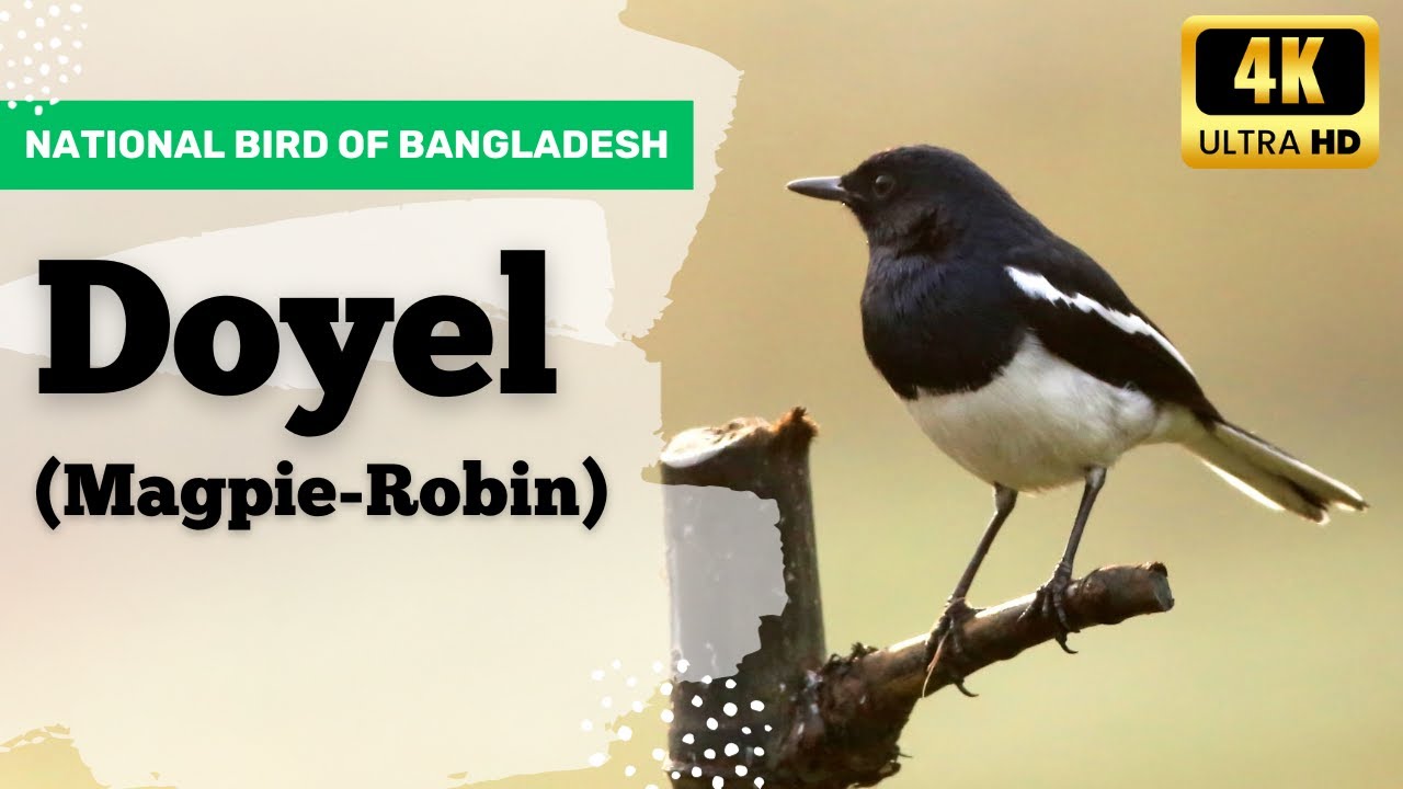 Doyel Pakhi: The National Bird of Bangladesh (4K Ultra HD). # ...