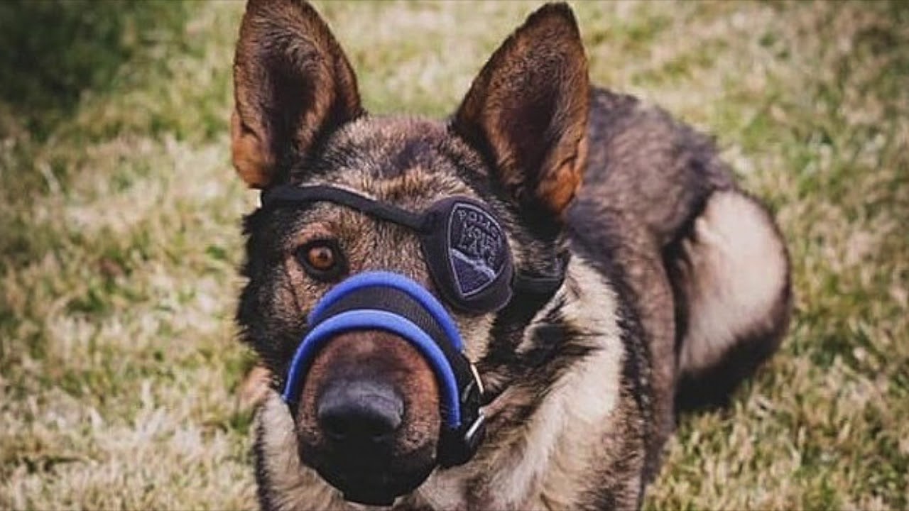 K 9 Hero Chief Jason Johnson of Project K9 Hero chats with NewsTalk KIT ...