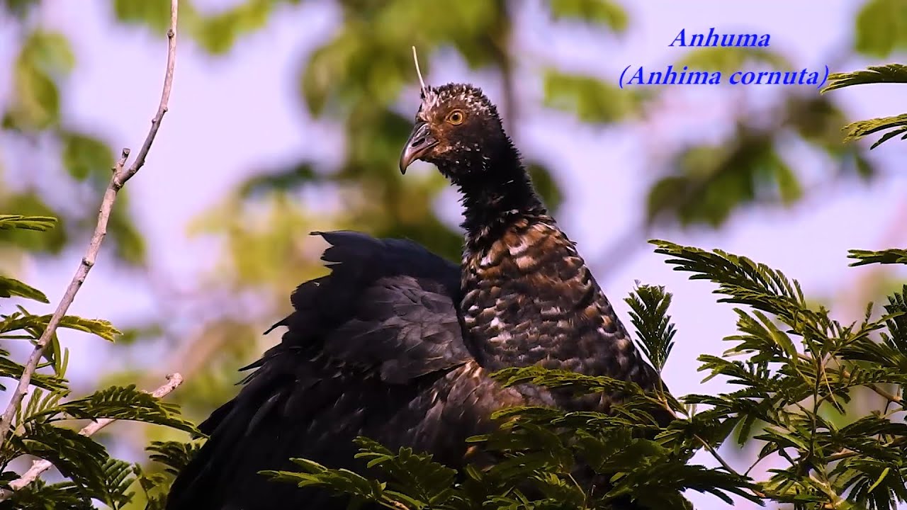 ANHUMA, INHUMA (ANHIMA CORNUTA), HORNED SCREAMER, UNICORNE, Inhaúma ...