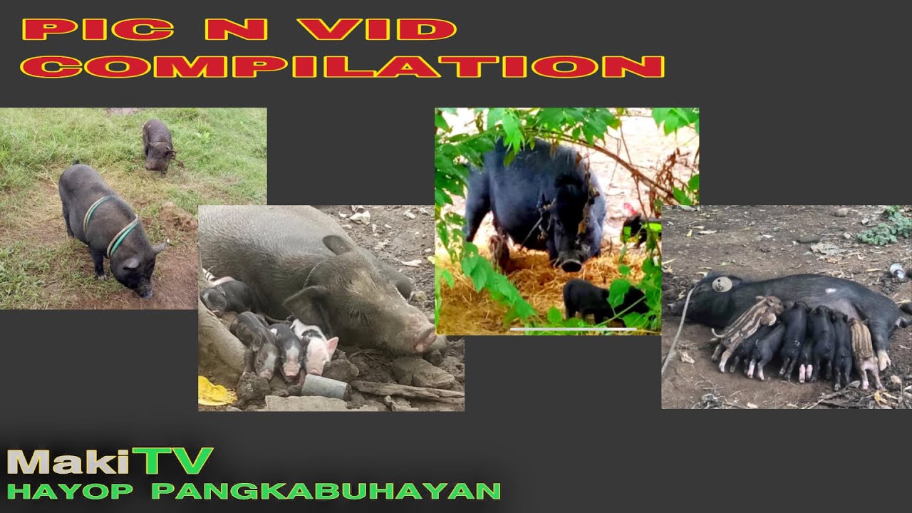 Native Pig Pics Compilation - YouTube
