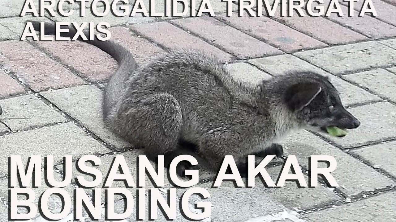 Musang Akar ku mulai Bonding - Musang Lovers Indonesia - YouTube