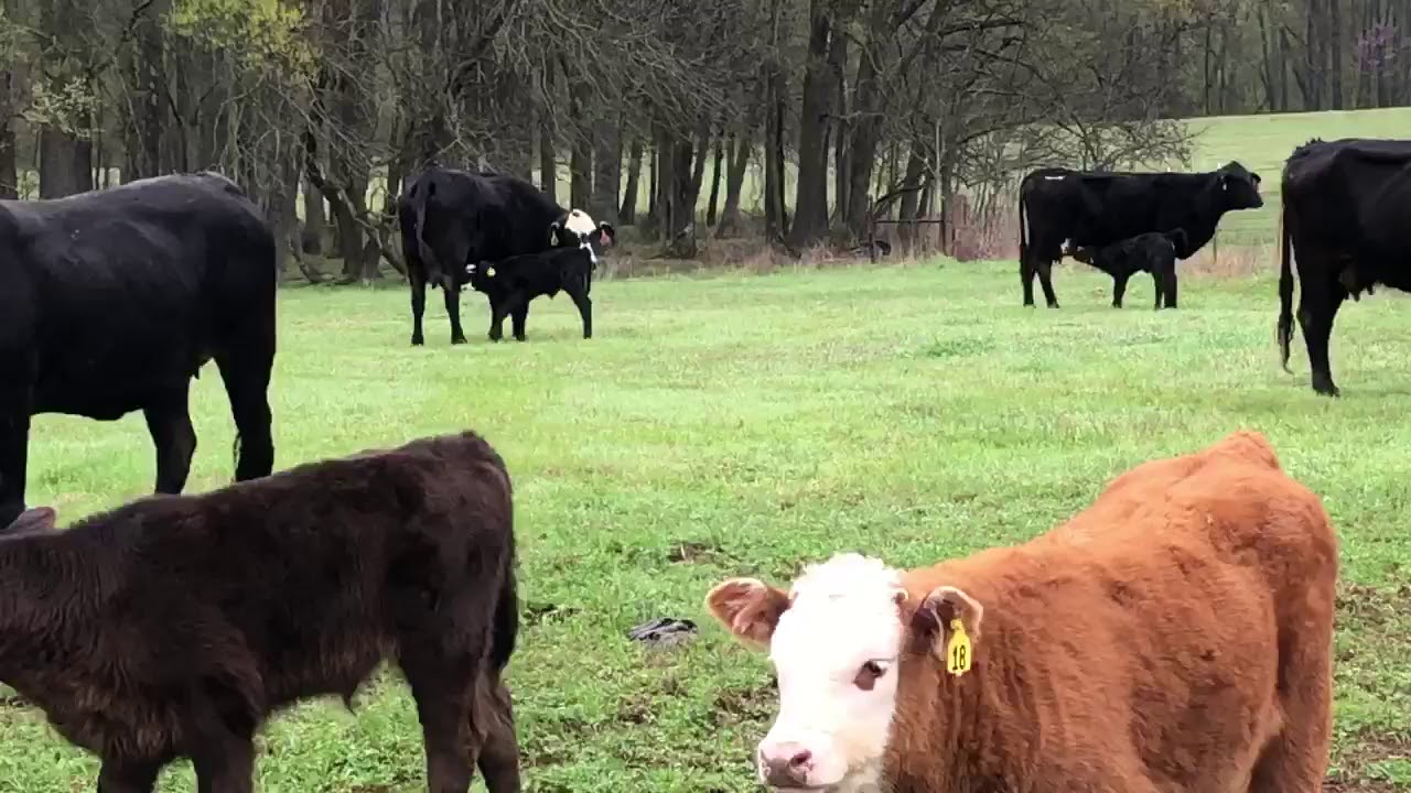 150 Brangus, Angus and Black Motley Face/Baldy pairs, #0331 | Cattle ...
