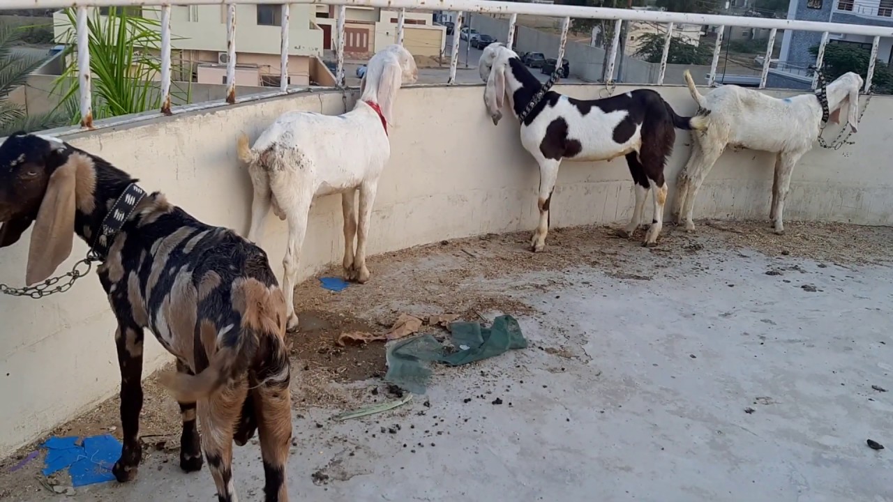 Goat Farming at Rooftop| Goat Farming at Home| Goat Farming in Urban ...