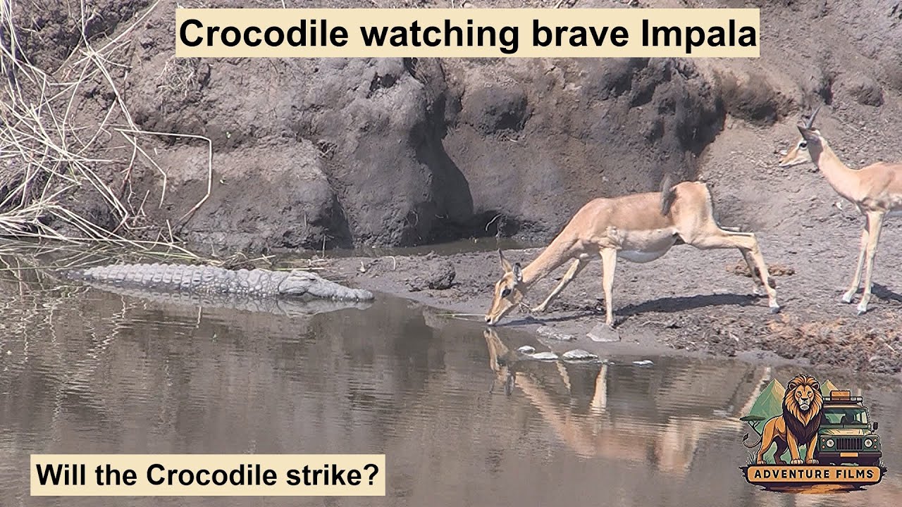 A Very Brave Impala And A Crocodile - YouTube