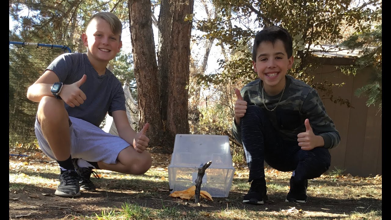 The box and stick trap. - YouTube