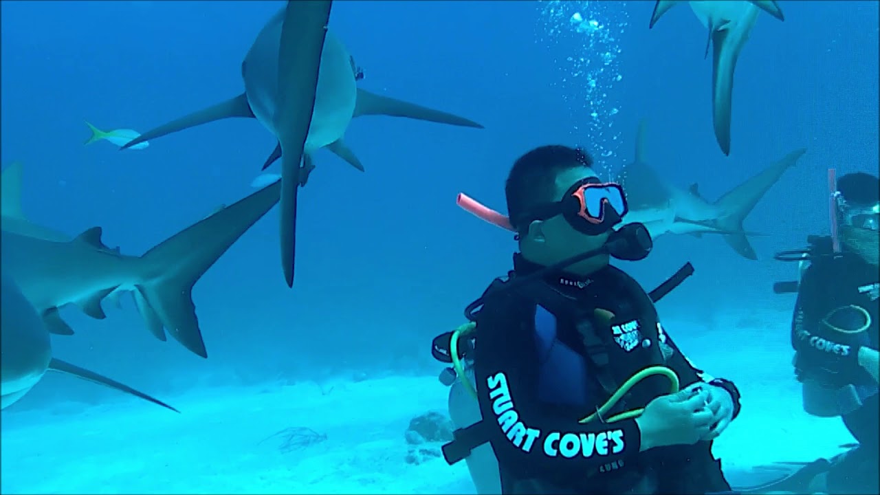 Stuart Cove Shark Dive Nassau, Bahamas 10-9-2018 Bob Jean & Sean - YouTube