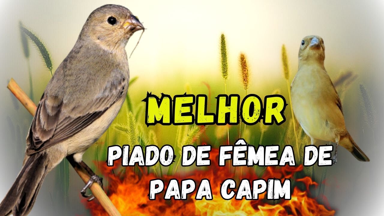 melhor piado de fêmea de papa capim para deixar seu papa capim cantando ...