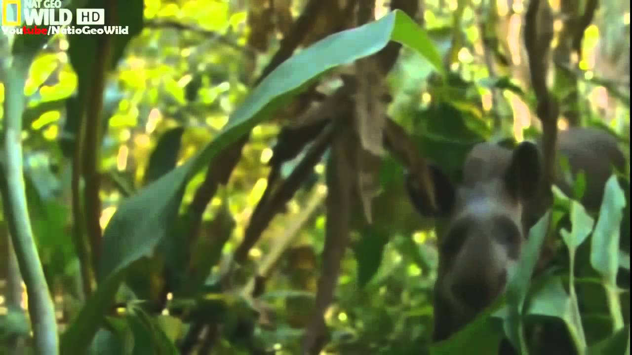 Wild Amazon HD National Geographic Documentary - YouTube