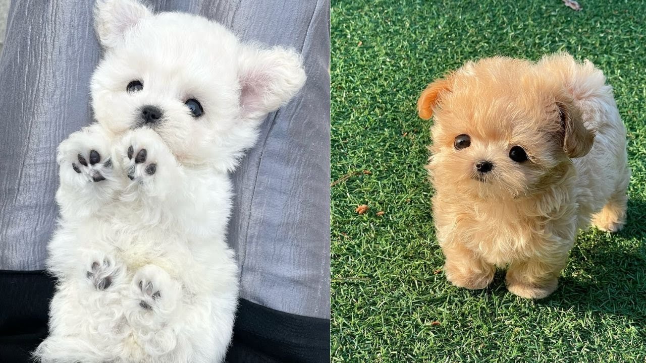 Adorable Puppy Moments You Have To See! - YouTube