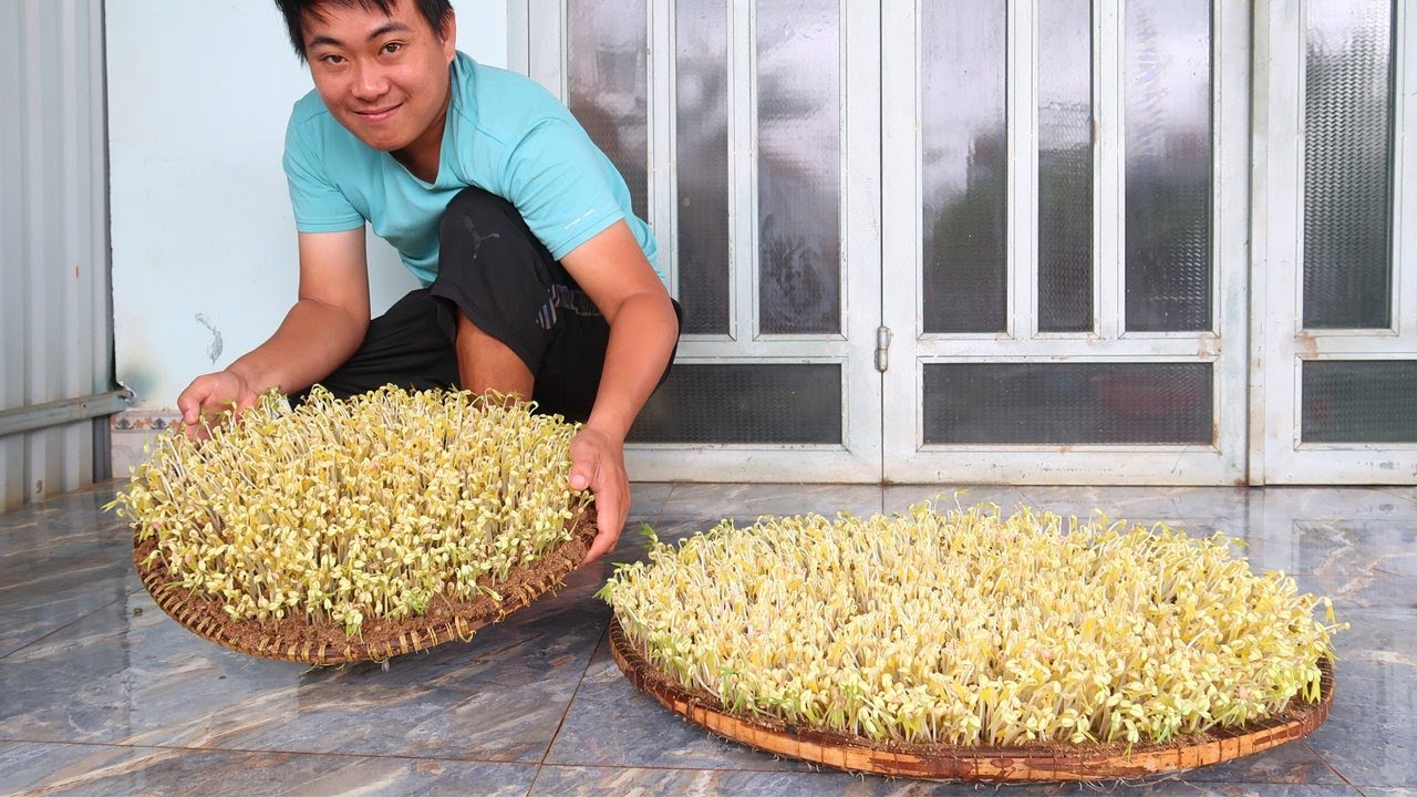 How to make green bean sprouts at home very effectively - YouTube