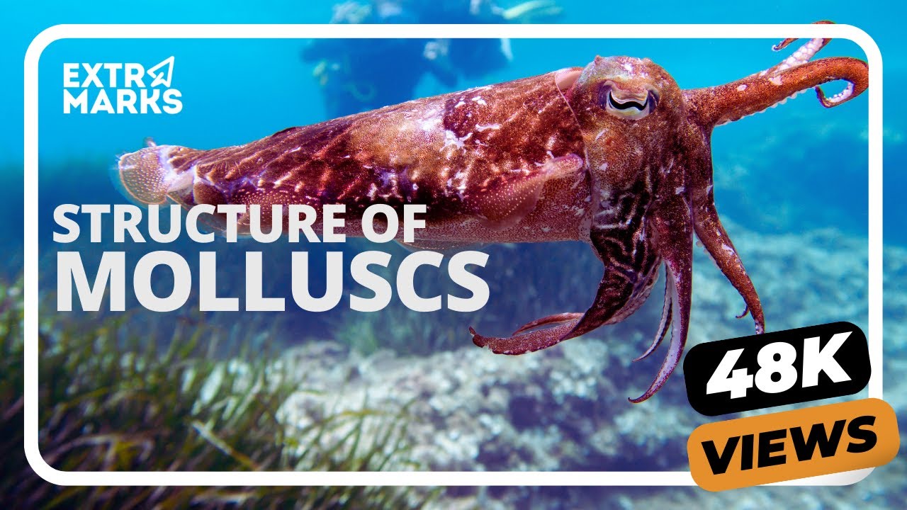 Did You Know? | Structure of Molluscs | Biology - YouTube