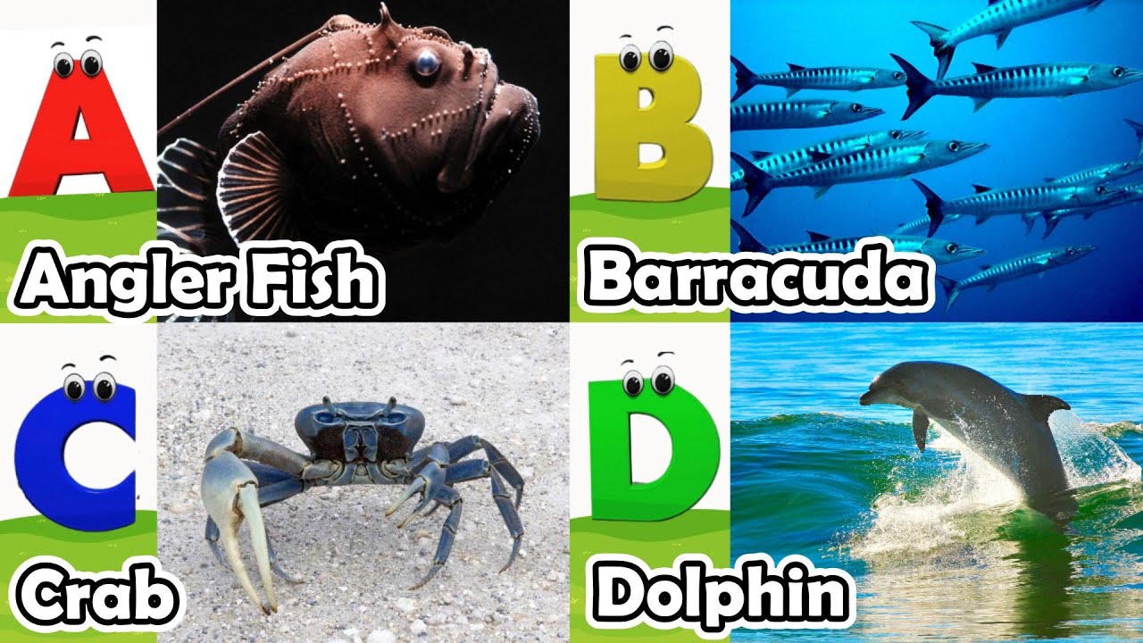 ABC Sea Animals song | Learn Alphabets | English and Animals for Kids ...