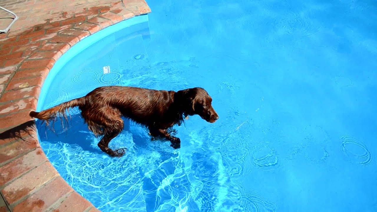Irish Setter retrieves bottle from the swimming pool - YouTube