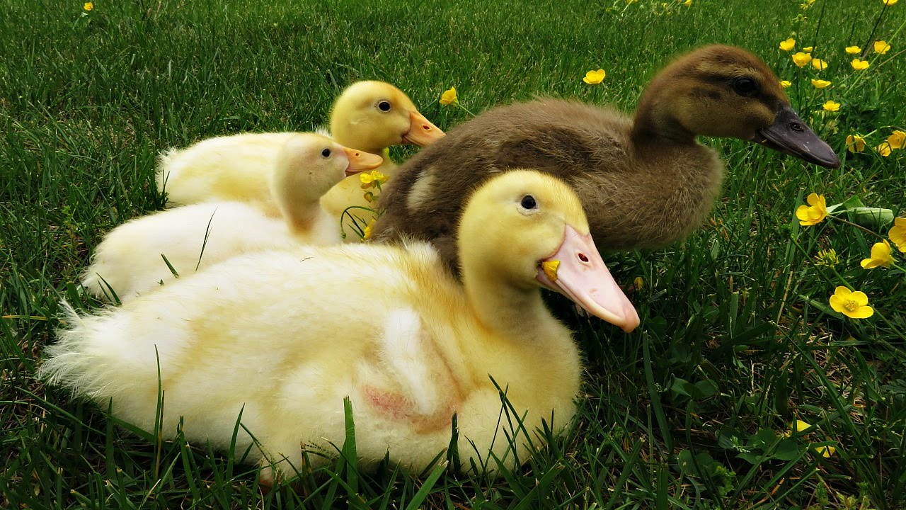 Our Baby Ducks are Getting SO Big! - YouTube