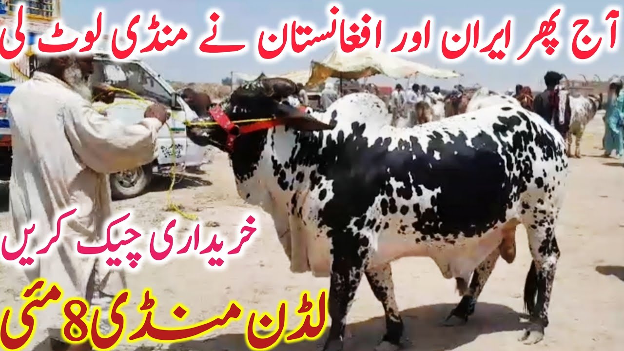 Luddan Cow Mandi | Sahiwal Cholistani Bachre Qurbani 2024 || Global ...