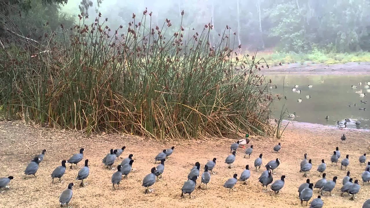Bulrush at Huntington Beach Central Park - YouTube