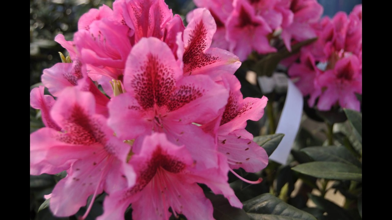 Early Summer Colour at Springmount Garden Centre - YouTube