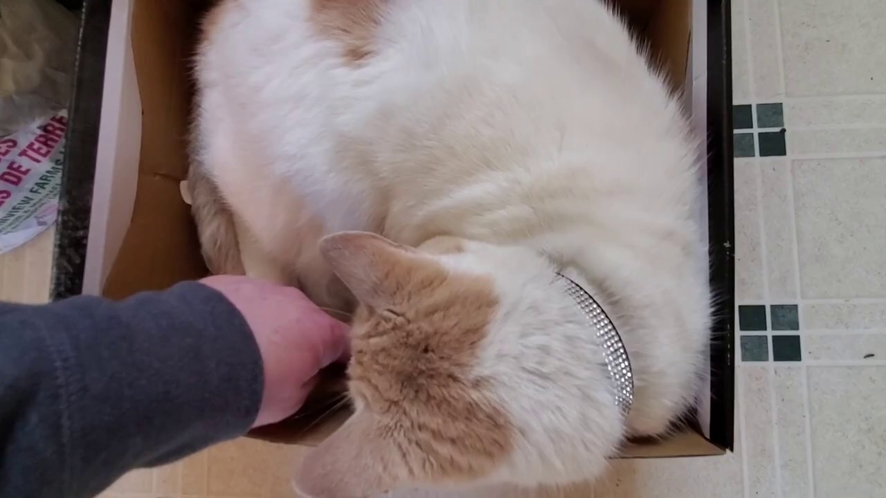 POKING cat turns to MOST LOVING CAT IN THE WORLD! | MOST ADORABLE CAT ...