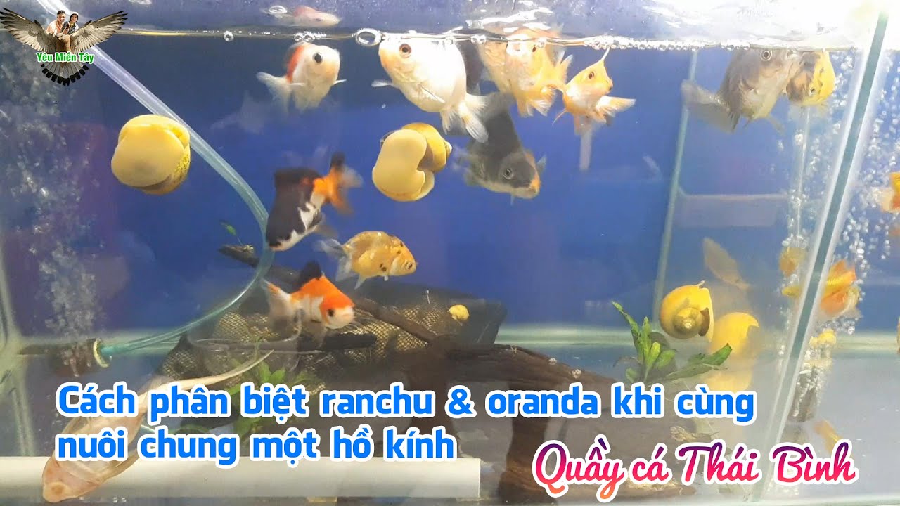 Cách phân biệt ranchu & oranda khi cùng nuôi chung một hồ kính tại shop ...