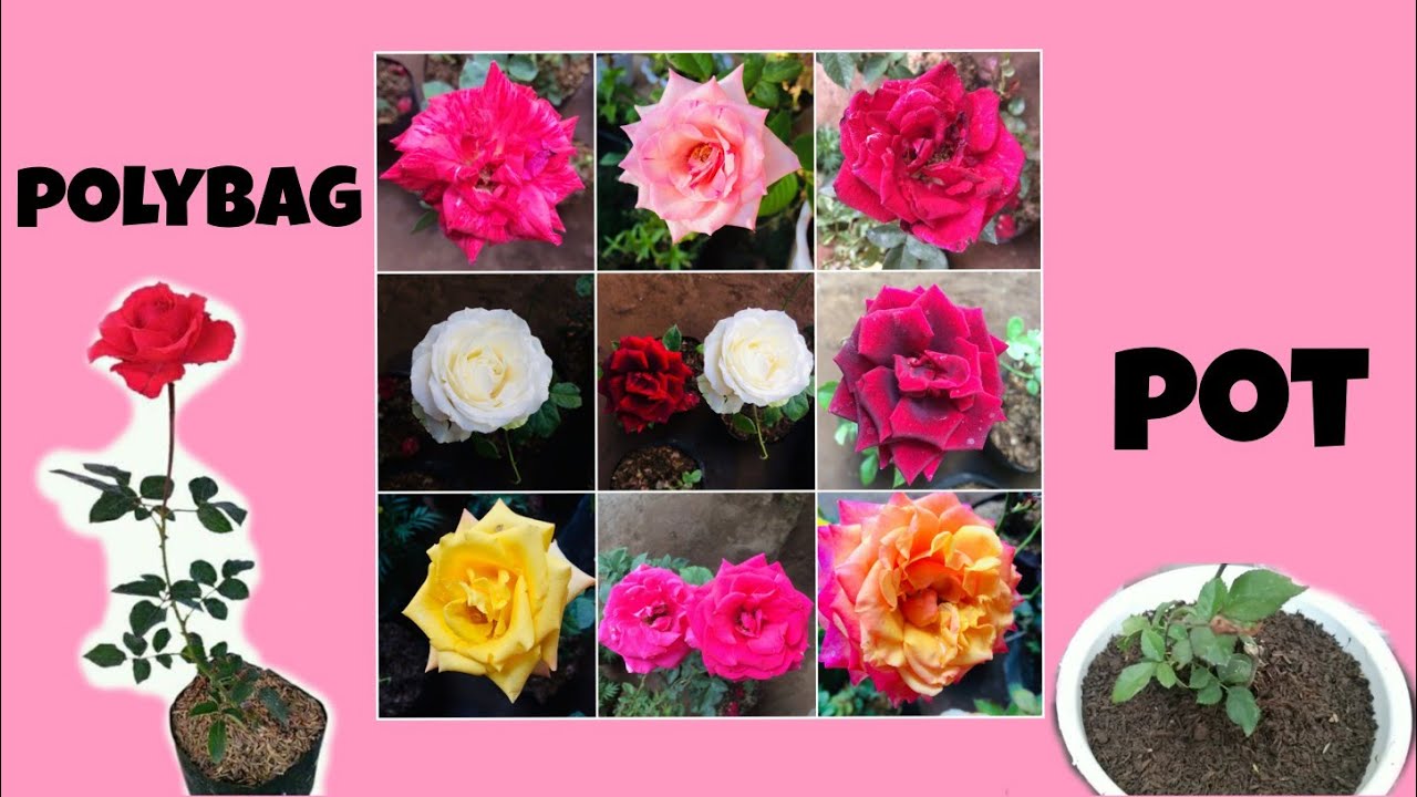 Cara memindah bunga MAWAR dari POLYBAG ke POT, memindah bunga MAWAR ...