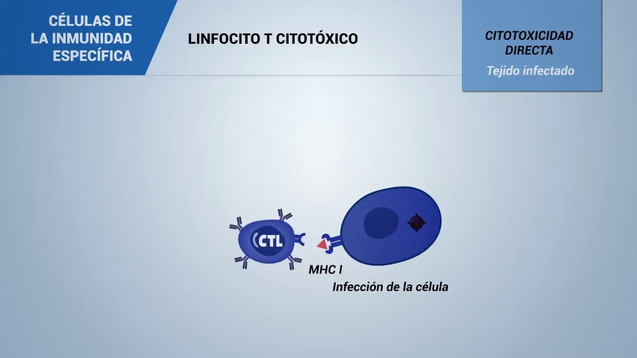 Linfocitos T citotóxicos - YouTube