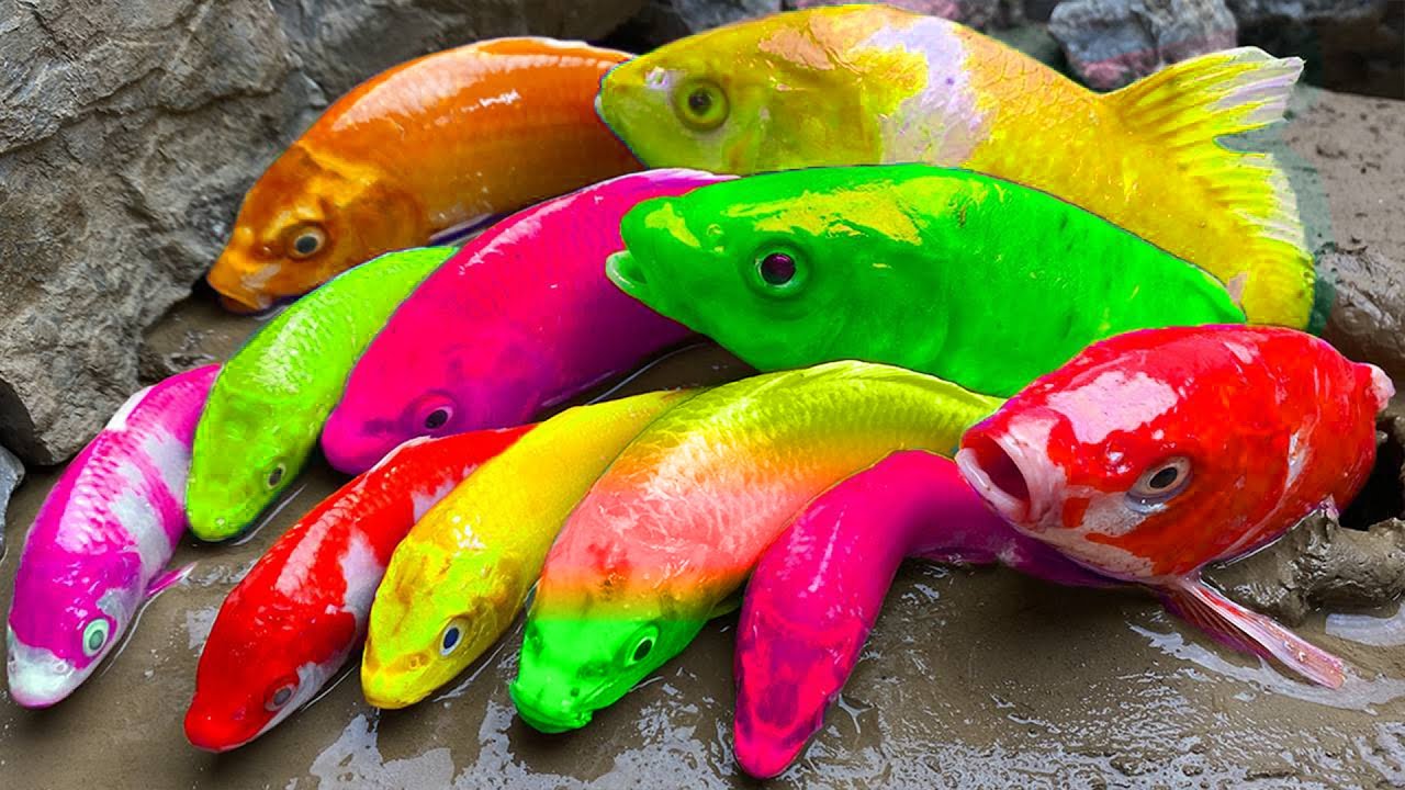 Catch Colorful Glofish,Rainbow catfish,Betta fish| Primitive Cooking ...