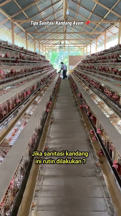 Jadwal Sanitasi Kandang Ayam Petelur - YouTube