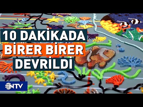 900 Bin Domino Taşı, Tek Tek Devrilirken Ortaya Renkli Görüntüler Çıktı | NTV