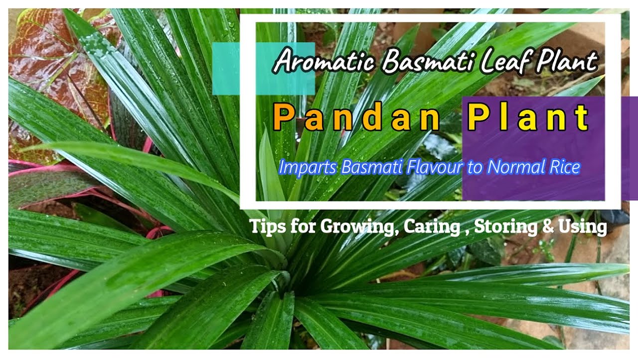 Pandan plant propagation,uses,storing | Basmati leaf | Biryani Leaf ...