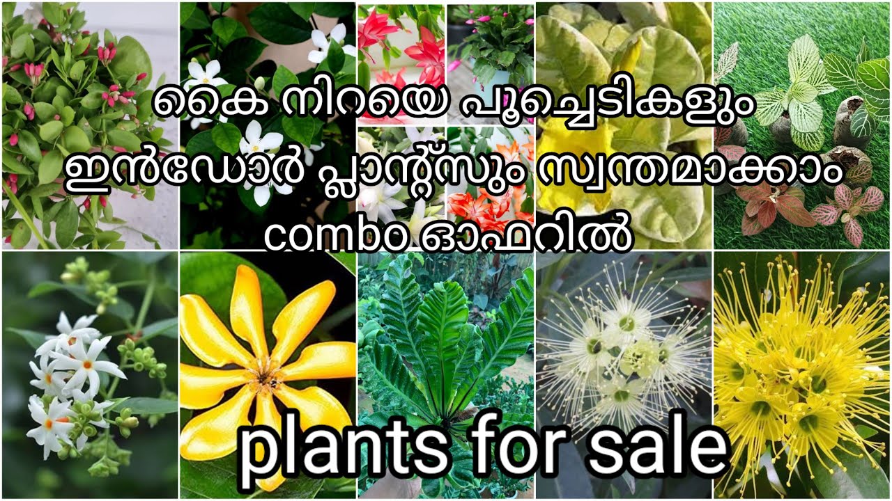 കൈനിറയെ വ്യത്യസ്തമായ പൂച്ചെടികളും ഇൻഡോർ ചെടികളും സ്വന്തമാക്കാം |plants ...