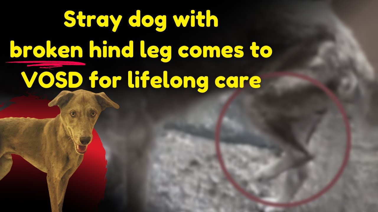 Stray dog with broken hind leg comes to VOSD for lifelong care - YouTube
