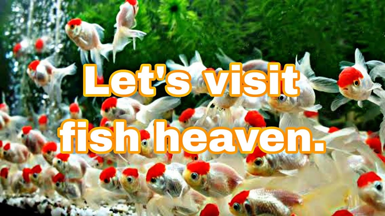 Let's visit fish heaven. - YouTube